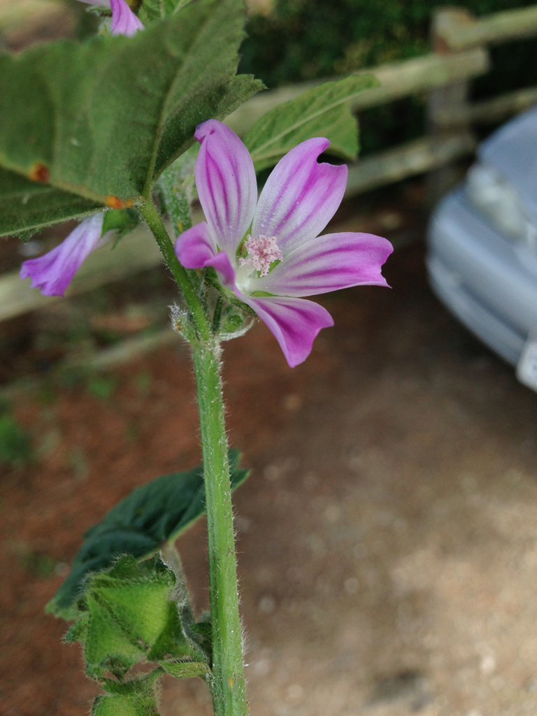 Cretan mallow from Milagra Ridge, Pacifica, California, US on June 1 ...