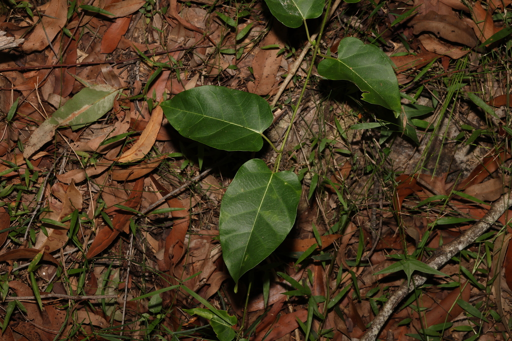 Common Milk Vine from Mount French QLD 4310, Australia on February 21 ...