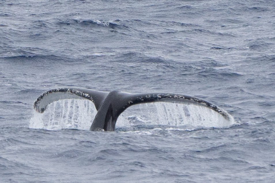 Humpback Whale on February 21, 2024 at 10:46 AM by whale_nerd · iNaturalist