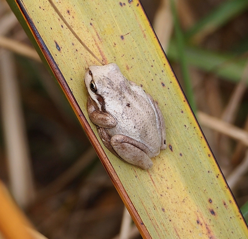 Brown Tree Frog from Southshore, Christchurch 8062, New Zealand on ...