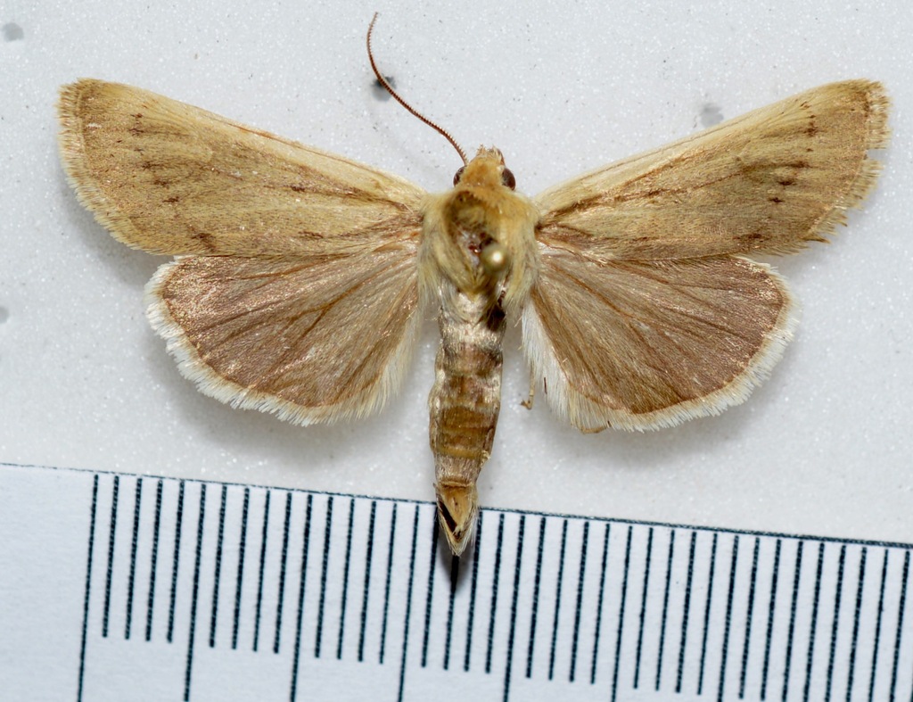Dusky Dune Moth from Clinworth No. 230, SK, Canada on July 25, 2009 at ...