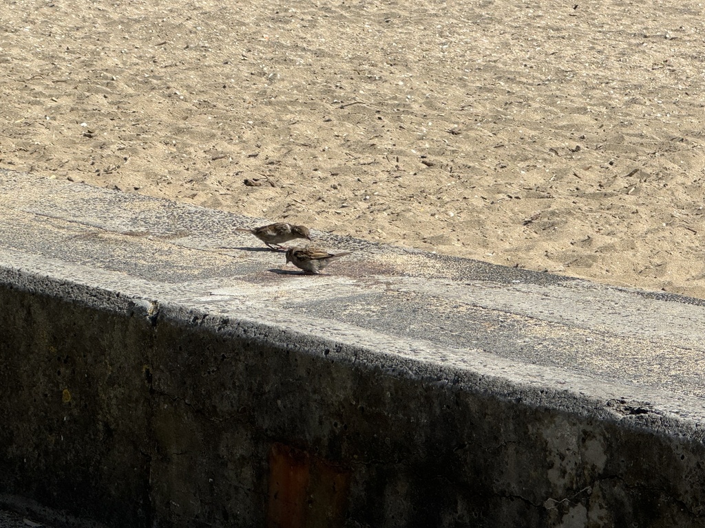 House Sparrow from Selwyn Reserve, Auckland, Auckland, NZ on February ...