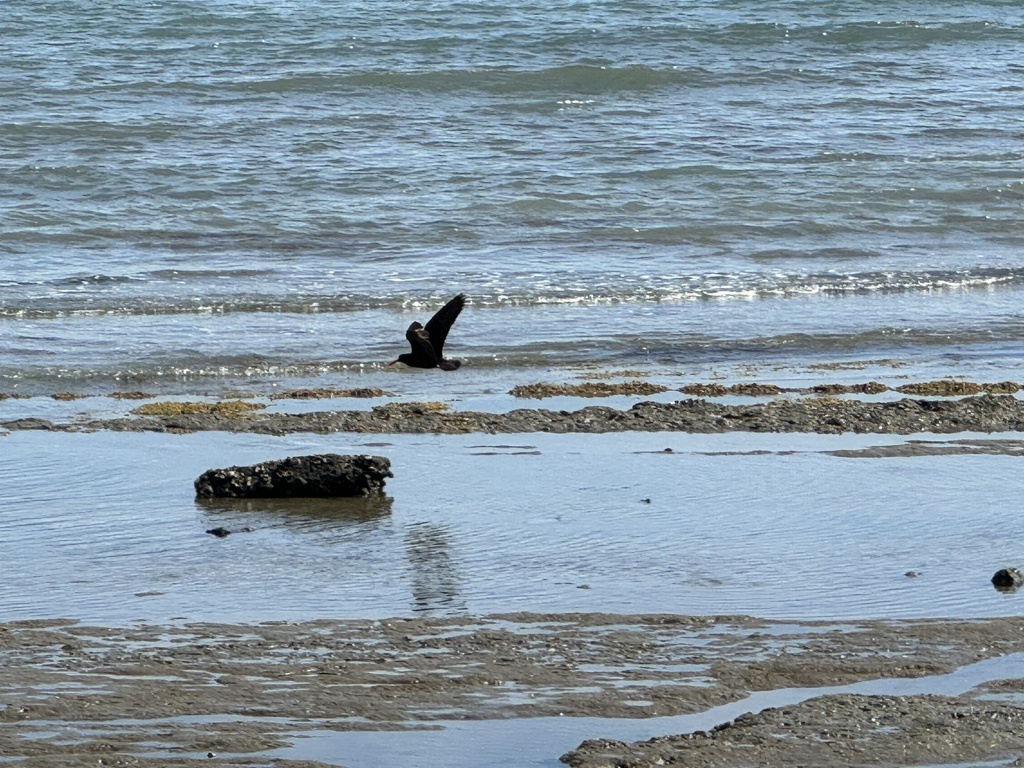 Variable Oystercatcher from Mission Bay Beach, Orakei Ward, Auckland ...