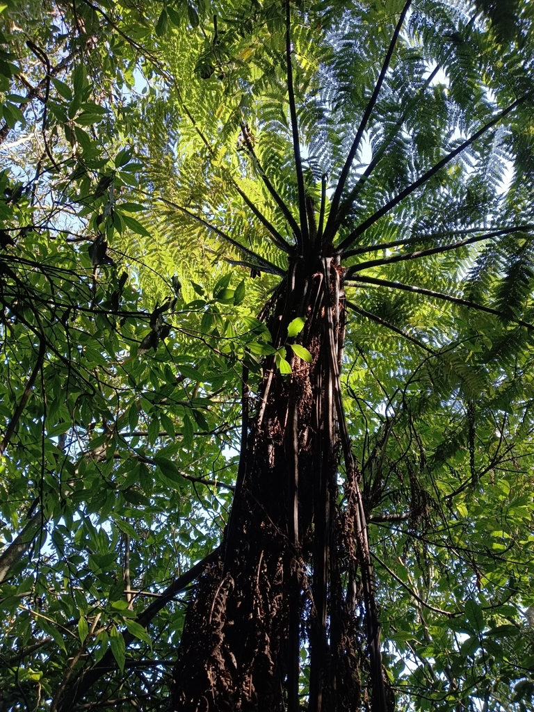 Spiny Tree Fern from 222台灣新北市深坑區阿柔里 on February 17, 2024 at 10:27 AM by ...