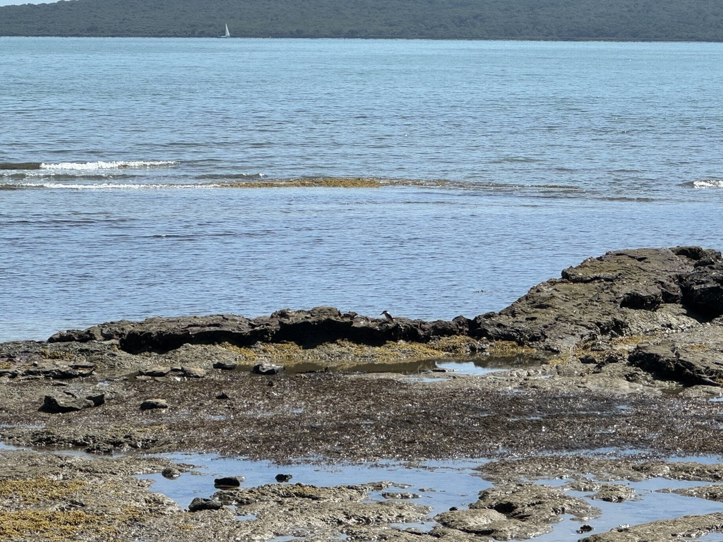 New Zealand Sacred Kingfisher from Ladies Bay, Orakei Ward, Auckland ...