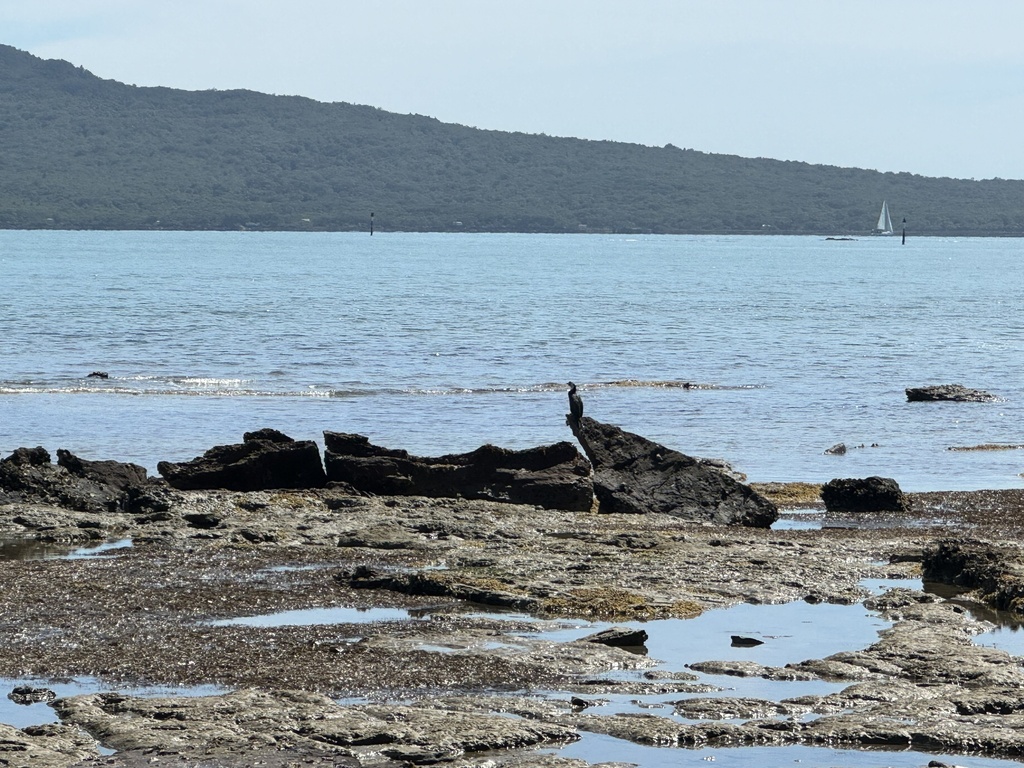 Cormorants and Shags from Ladies Bay, Orakei Ward, Auckland, NZ on ...