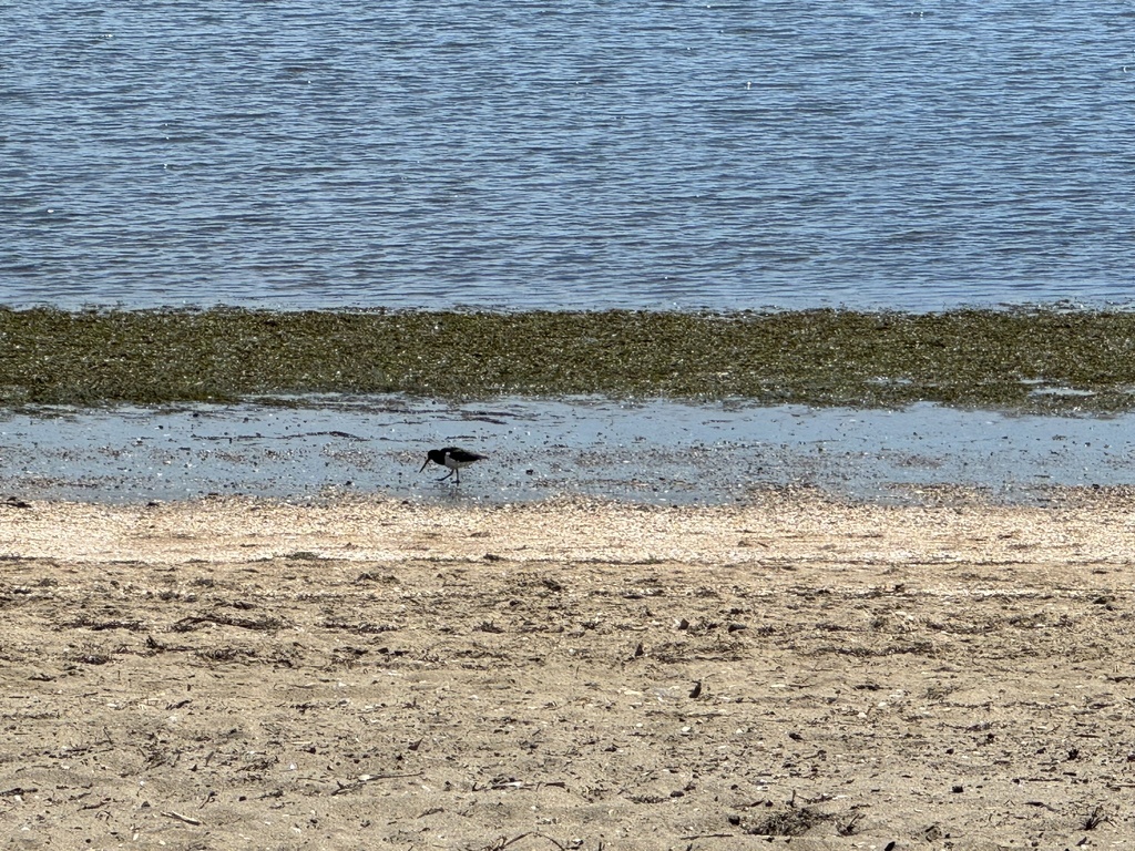 South Island Pied Oystercatcher from Saint Heliers Bay Beach, Orakei ...