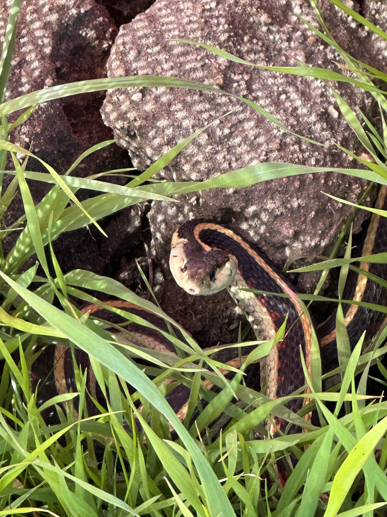 Valley Garter Snake from CA-41, Madera, CA, US on February 21, 2024 at ...