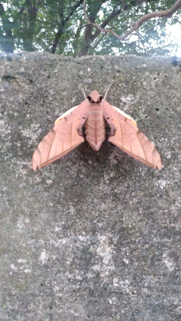 Streaked Sphinx from Fovissste, 86389 Comalcalco, Tab., México on ...