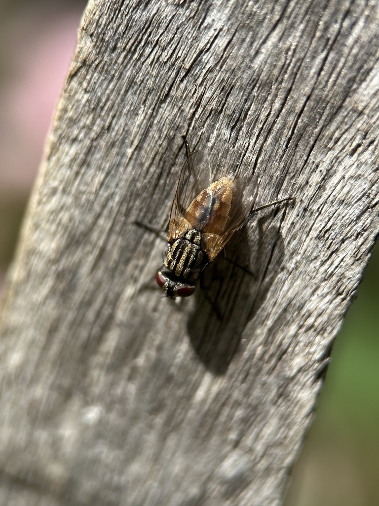 Musca terraereginae from Milton Pl, Lake Coogee, WA, AU on February 22 ...