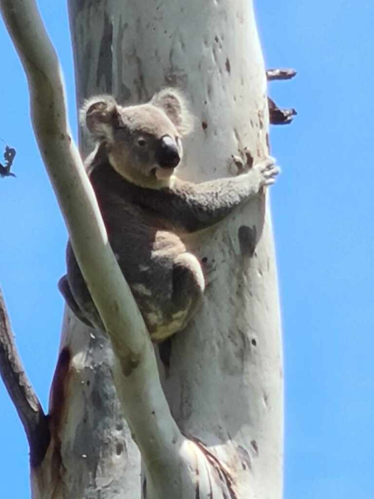 Koala from Silverleaf Rd, Cloyna QLD 4605, Australia on February 22 ...