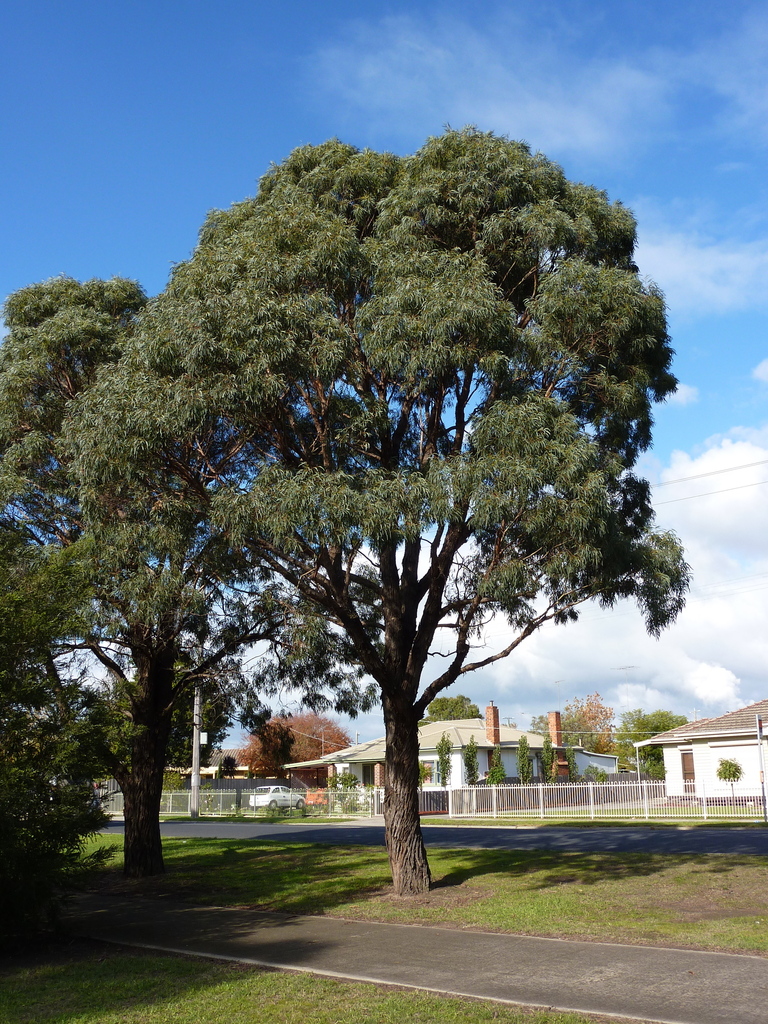 narrow-leaved black peppermint (Eucalyptus nicholii) - Botanical Realm