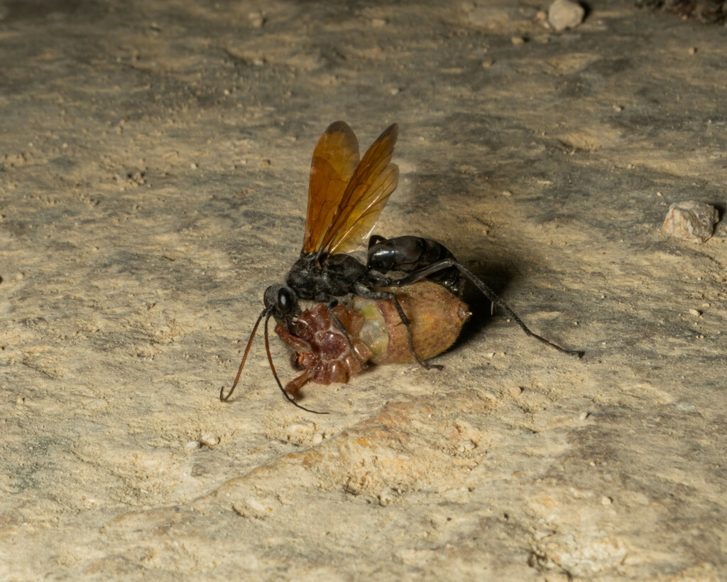 Pepsinae from Unnamed Road, 77776 Akumal, Q.R., México on February 4 ...