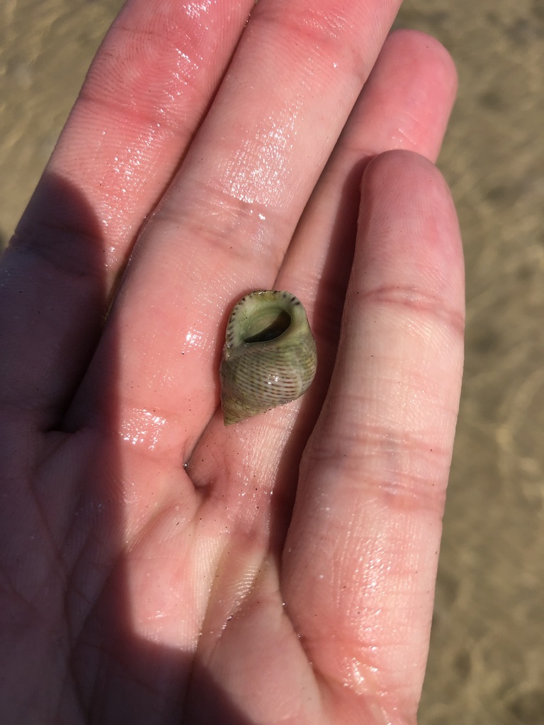 Marsh Periwinkle from Grass Island, Gulf Shores, AL, US on February 21 ...