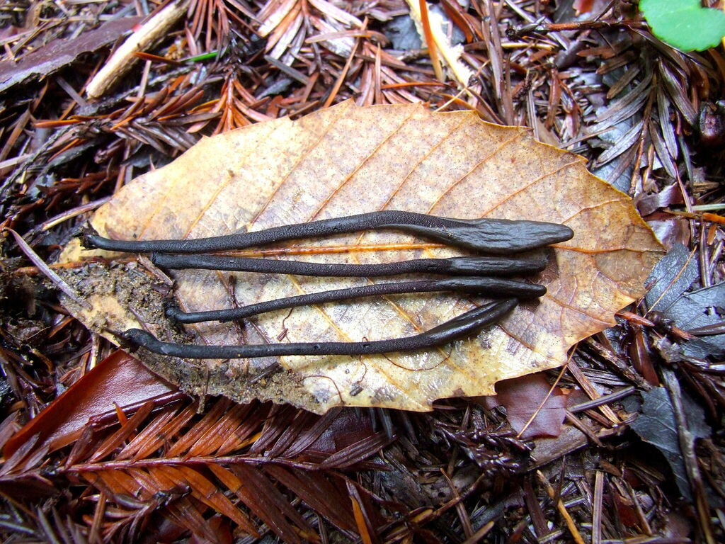 Geoglossum scabripes (Earthtongues of the World) · iNaturalist