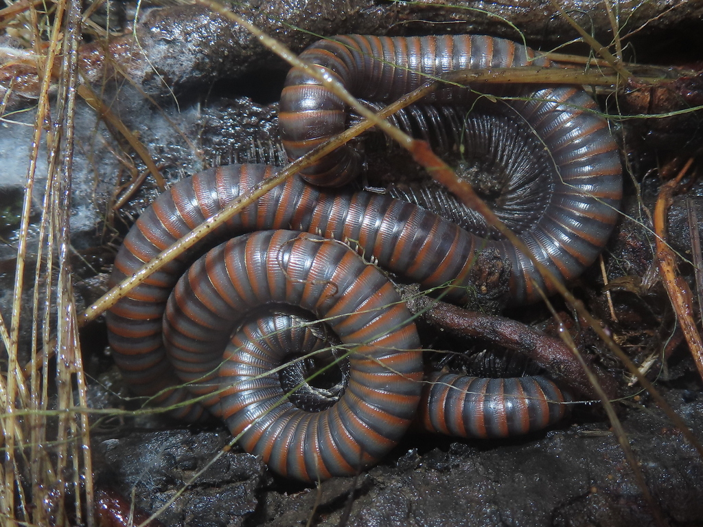 Paeromopus angusticeps from Fair Oaks, CA, USA on February 21, 2024 at ...