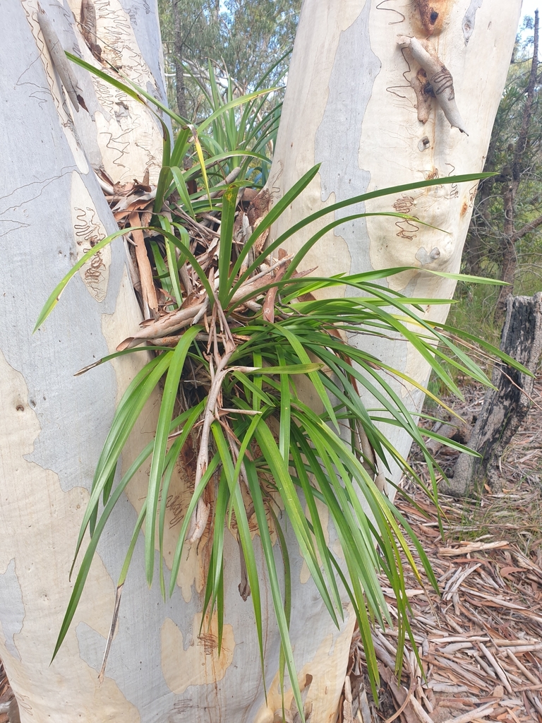 Snake Orchid from Agnes Banks NSW 2753, Australia on February 22, 2024 ...