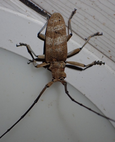Thestus alexandra · iNaturalist