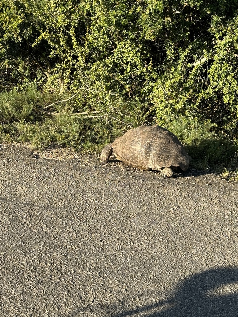 Leopard Tortoise from Marine Drive, Hermanus, WC, ZA on 01 February ...