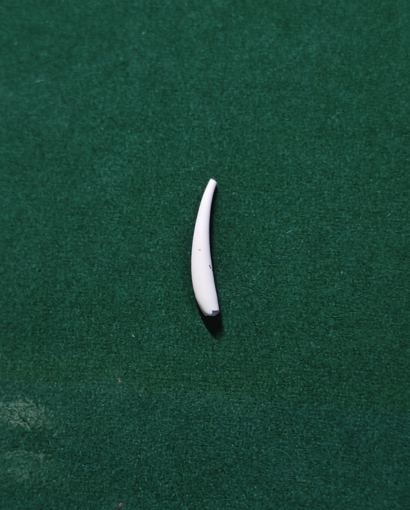 Gadilida from 金塘岛 on February 22, 2024 at 02:51 PM by 李博恒. 翻工地海沙获得 ...