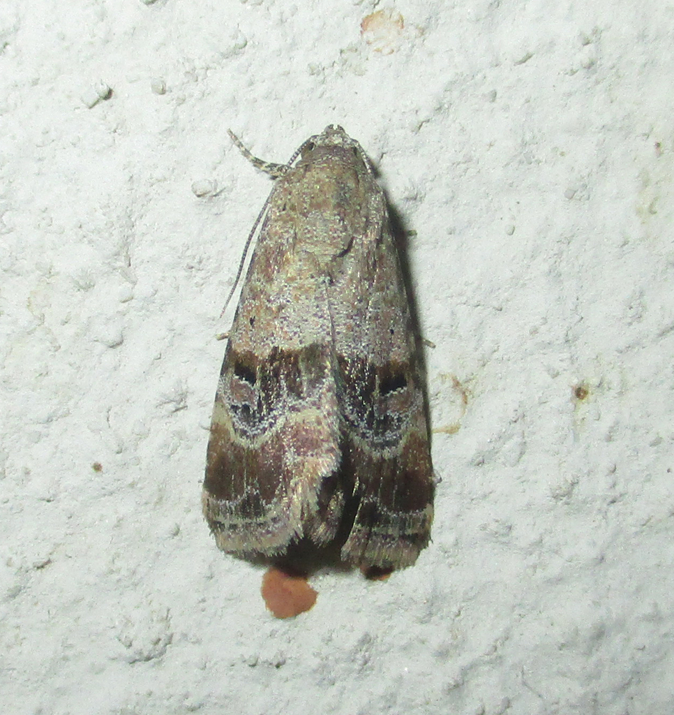 Pinkeye Ozarba from Serowe Botswana on February 21, 2024 by ...