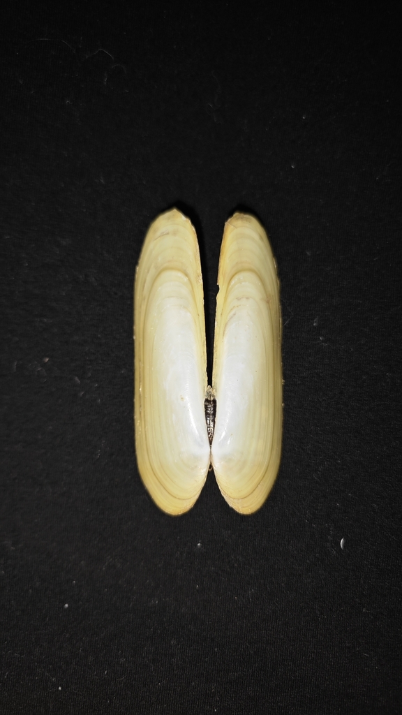 Cultellus attenuatus from 东门菜场 on February 22, 2024 at 03:21 PM by 李博恒 · iNaturalist