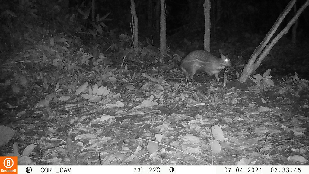 Water Chevrotain from Rafai, Central African Republic on July 04, 2021 ...