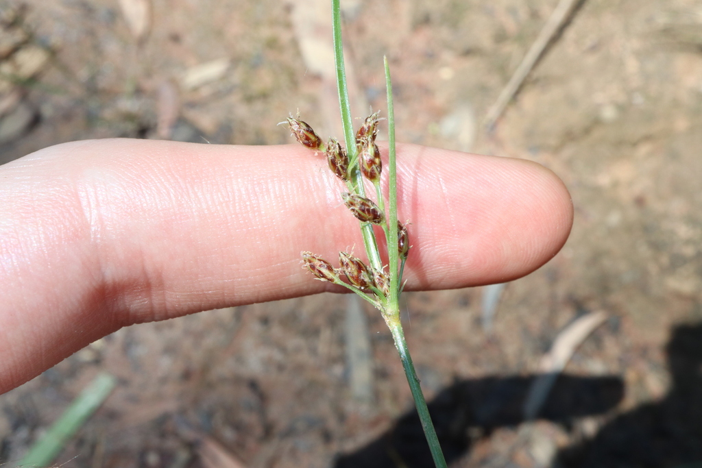 Common Fringe-rush from Londonderry NSW 2753, Australia on February 22 ...