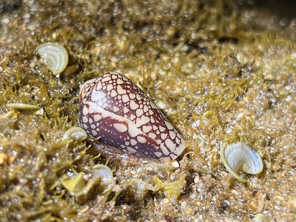 Conus purus from North Pacific Ocean, HI, US on February 21, 2024 at 08 ...