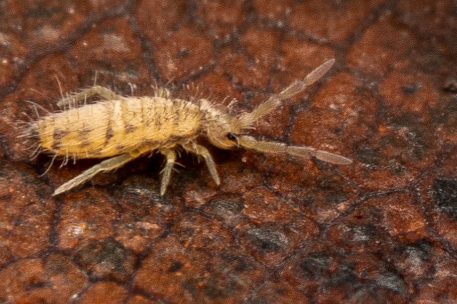 Entomobrya in February 2024 by Alan Yoshioka. The mite preyed upon is ...