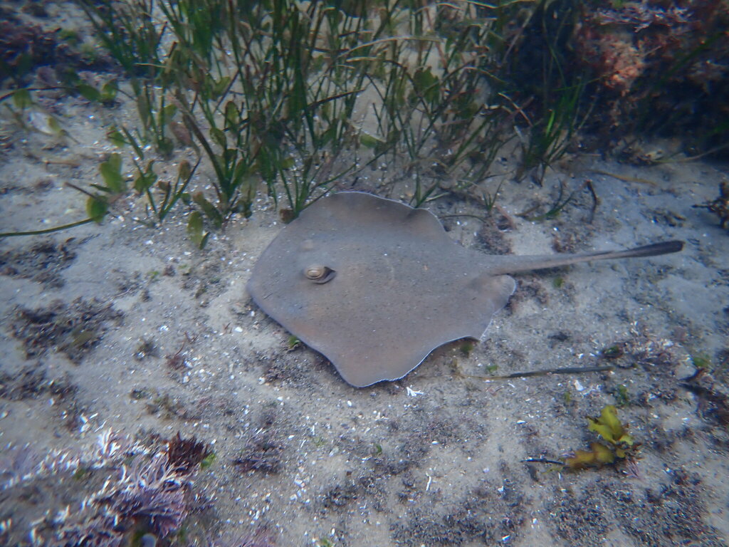 Common Stingaree from Sydney NSW, Australia on February 22, 2024 at 11: ...