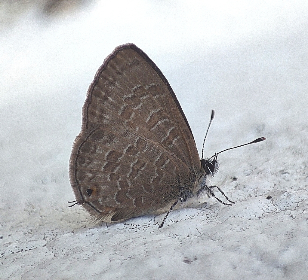 Common Line Blue from 4VQJ+5VV, JDA Colony, Bargi Hills, Jabalpur ...