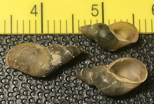 Rusty Fossaria (Galba rustica) · iNaturalist