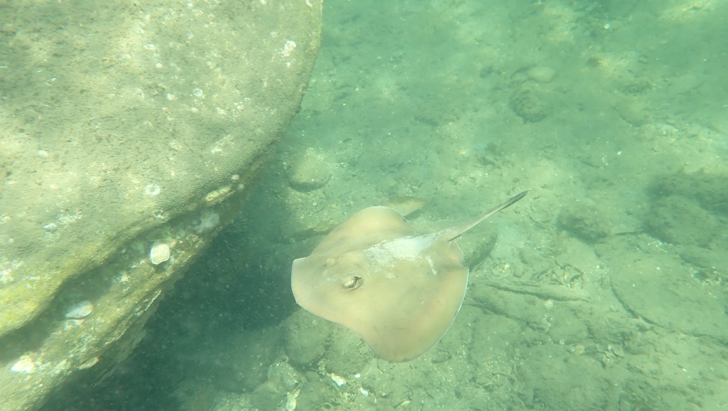 Common Stingaree from Parsley Bay Beach, New South Wales 2030 ...