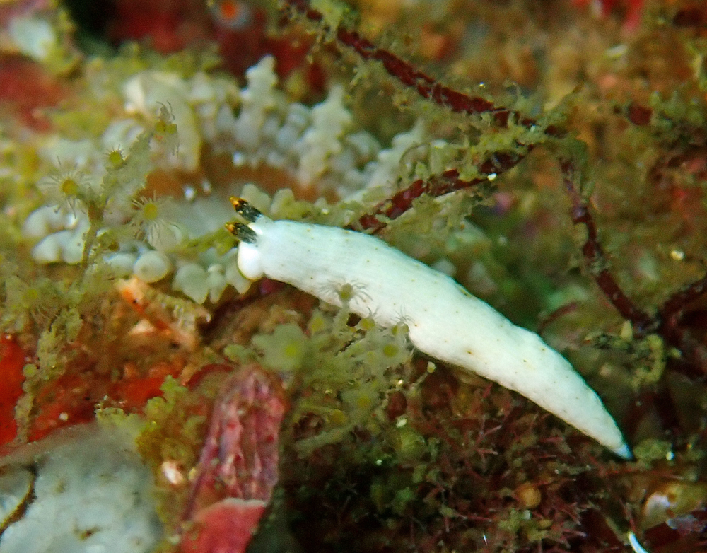 Dermatobranchus from Sunshine Coast QLD, Australia on February 22, 2024 ...
