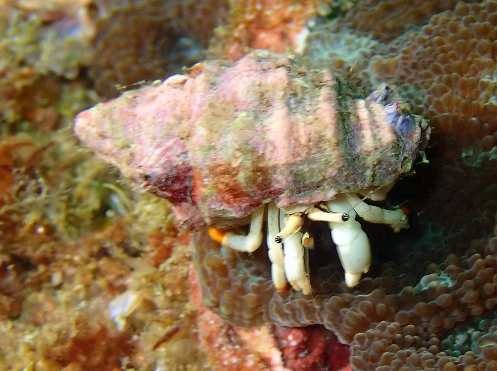 Small White Hermit Crab from Sunshine Coast QLD, Australia on February ...