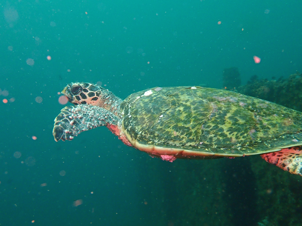 Hawksbill Sea Turtle from Sunshine Coast QLD, Australia on February 22 ...