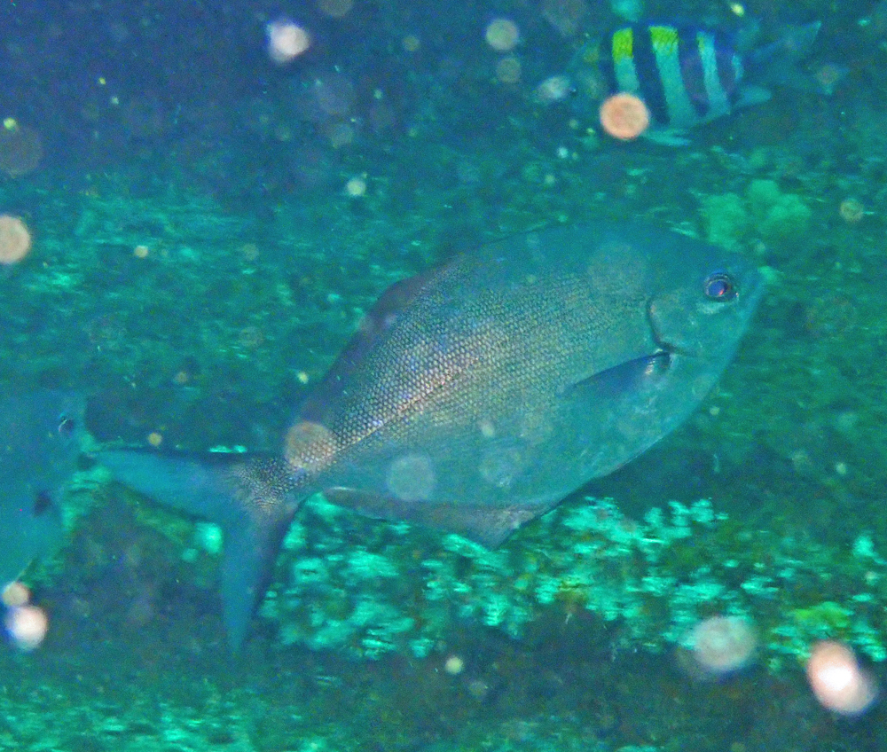 Silver Sweep from Sunshine Coast QLD, Australia on February 22, 2024 at ...