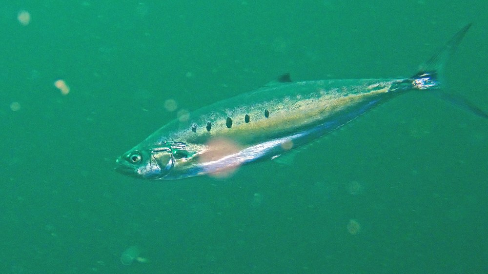 Lesser Queenfish from Sunshine Coast QLD, Australia on February 22 ...