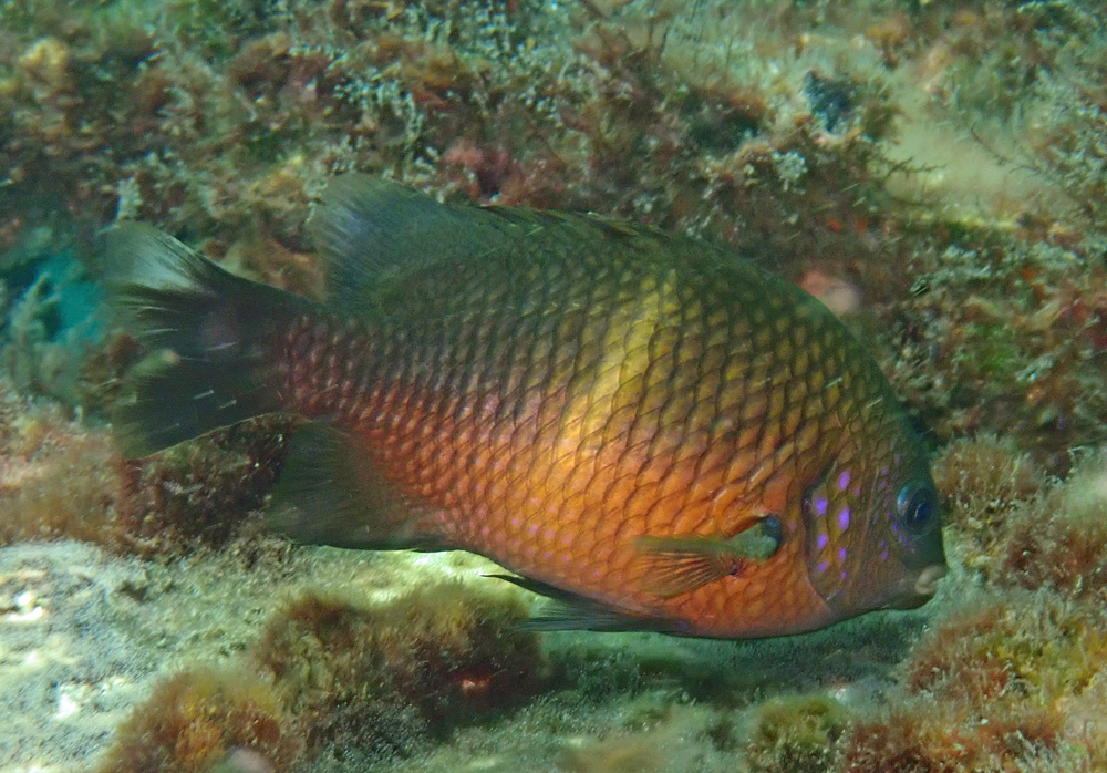 Whiteband Damsel from Sunshine Coast QLD, Australia on February 22 ...