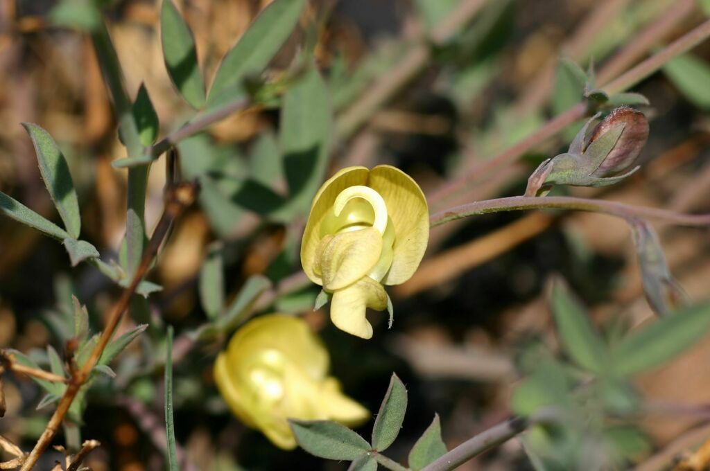 Common Corkscrew Pea from Cleveland Dam, Harare East, Harare, Zimbabwe ...