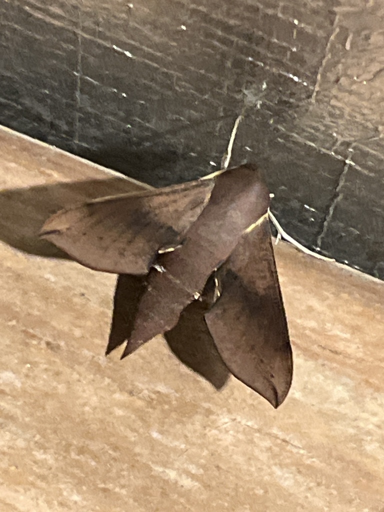 Coprosma Hawk Moth from Mitchell Hwy, Vittoria, NSW, AU on February 22 ...