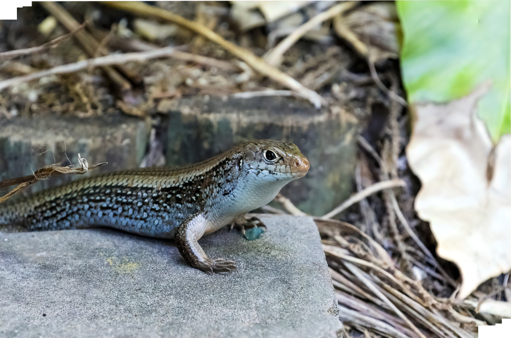 Major Skink from Emerald Beach NSW 2456, Australia on March 1, 2023 at ...