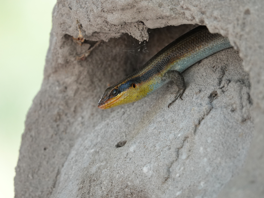 Wahlberg’s Striped Skink from Livingstone's Camp, Nkasa Rupara National ...
