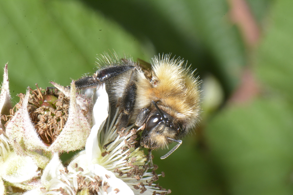 Common Carder Bumble Bee from Devon, England, United Kingdom on June 15 ...