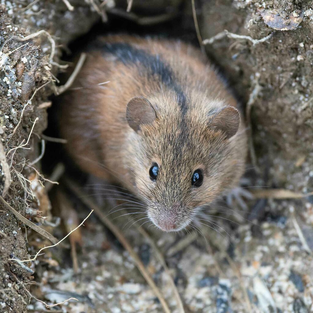 Striped Field Mouse from Poppendorf, Österreich on February 9, 2024 at ...