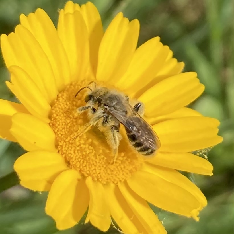 Bees in May 2021 by melster · iNaturalist