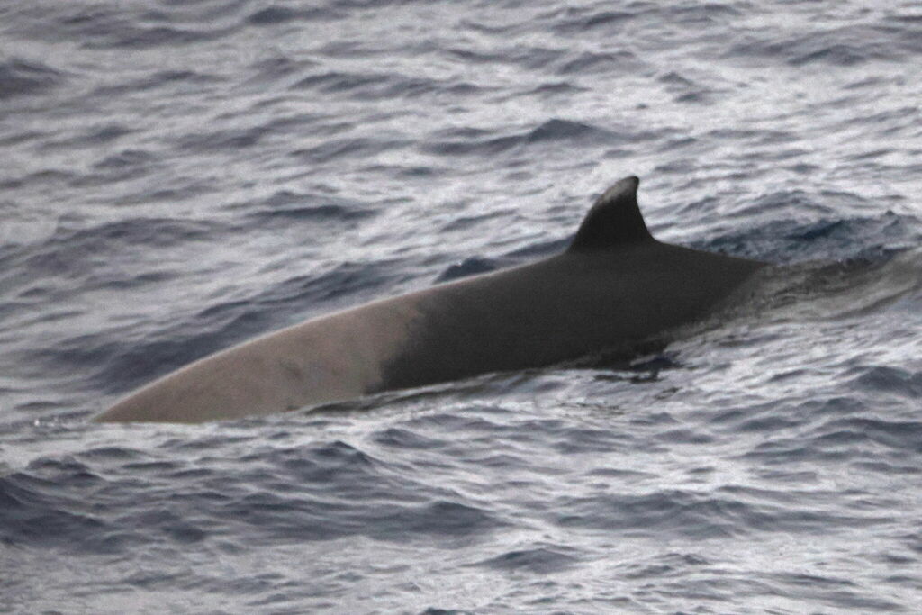 Strap-toothed Beaked Whale (Mesoplodon layardii) - Know Your Mammals
