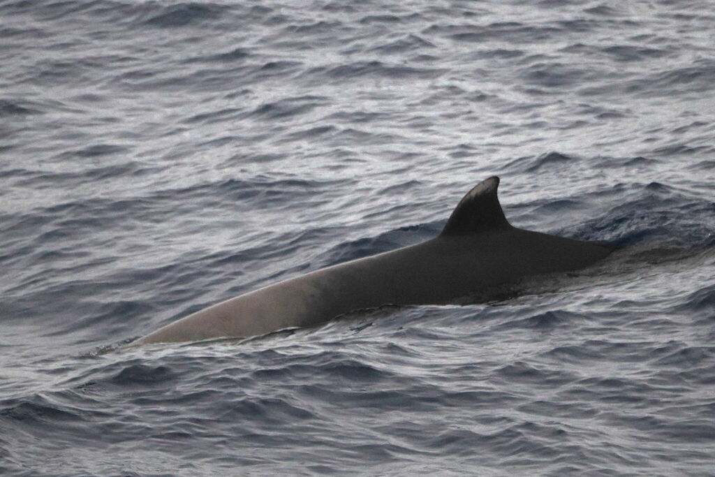Strap-toothed Beaked Whale on February 22, 2024 at 07:04 AM by steve b ...