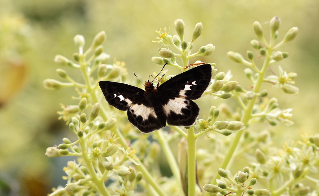 White-banded Flat in February 2024 by Goofy Ko · iNaturalist